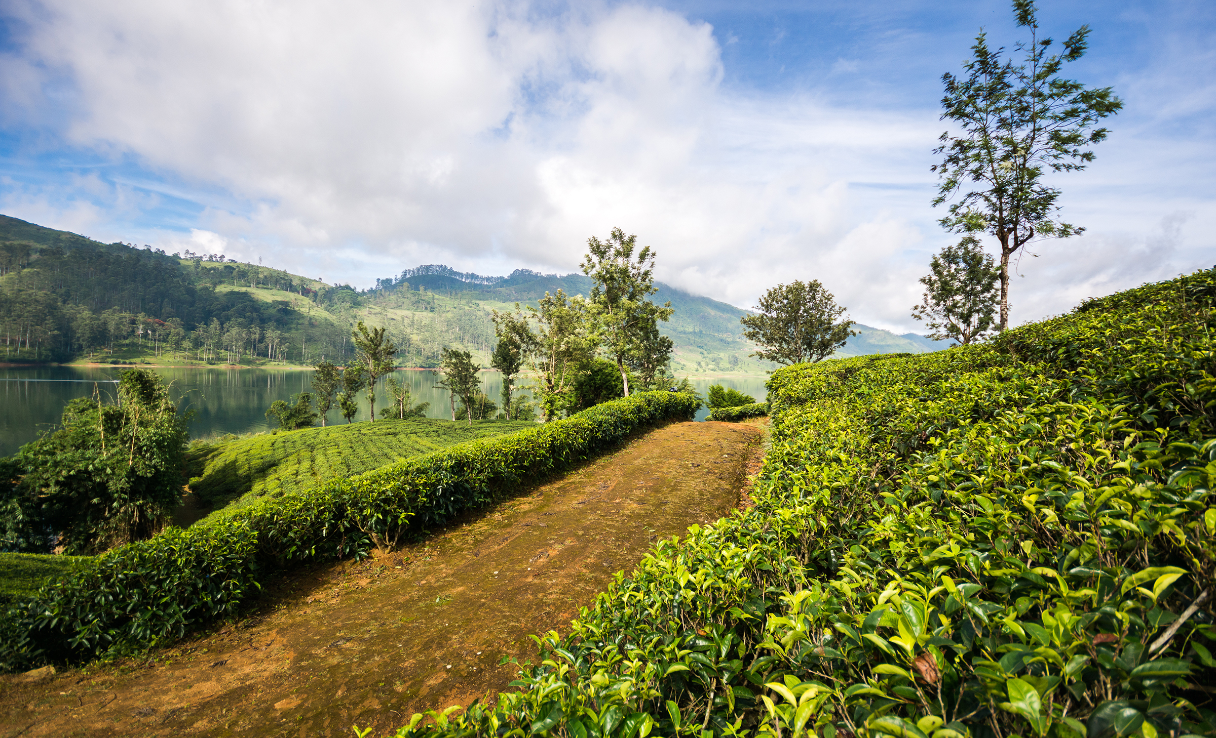 Colombo to Hatton by train, flight, taxi from LKR 18,929 - May 2026